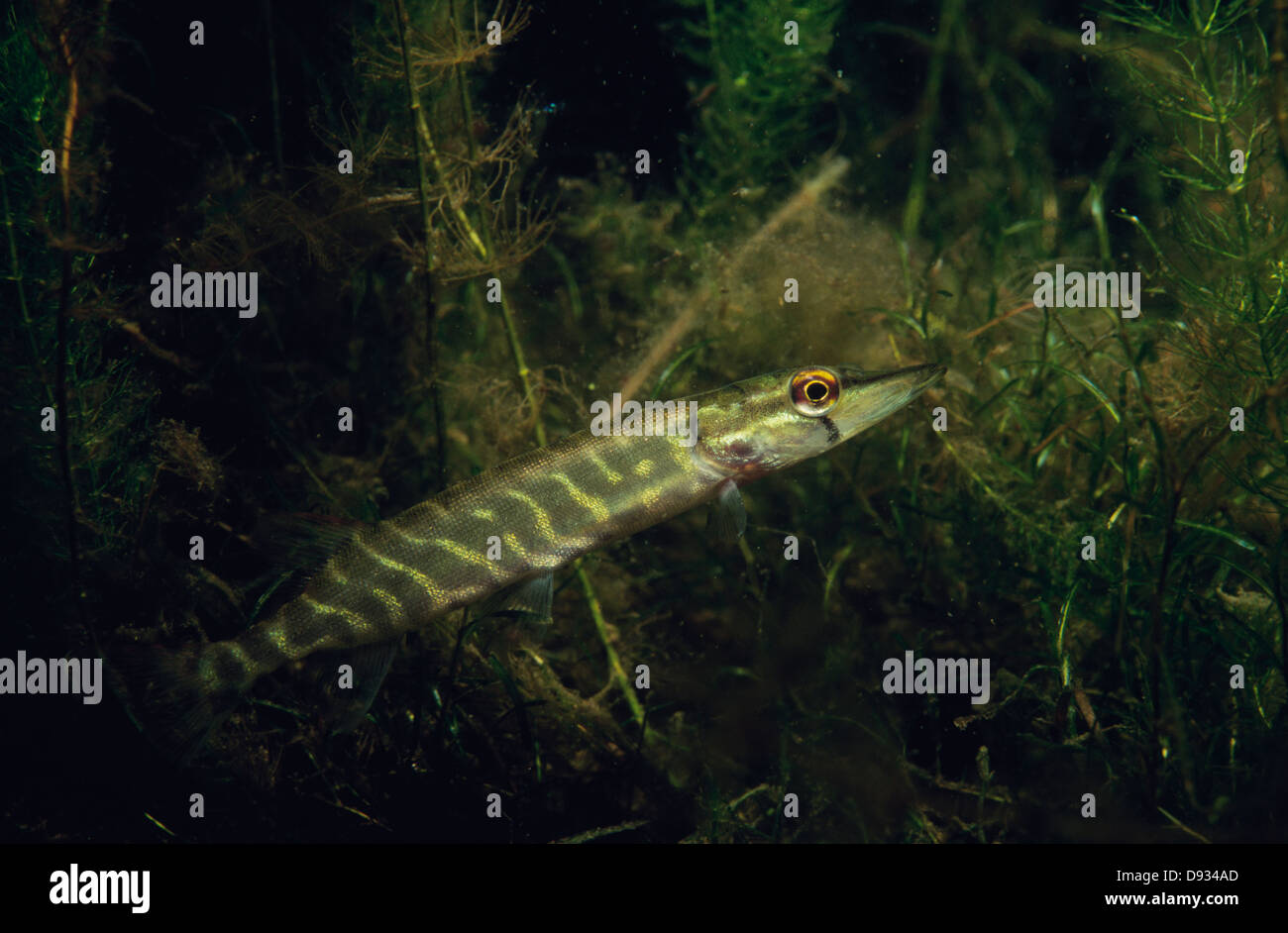 Fish floating underwater Stock Photo - Alamy