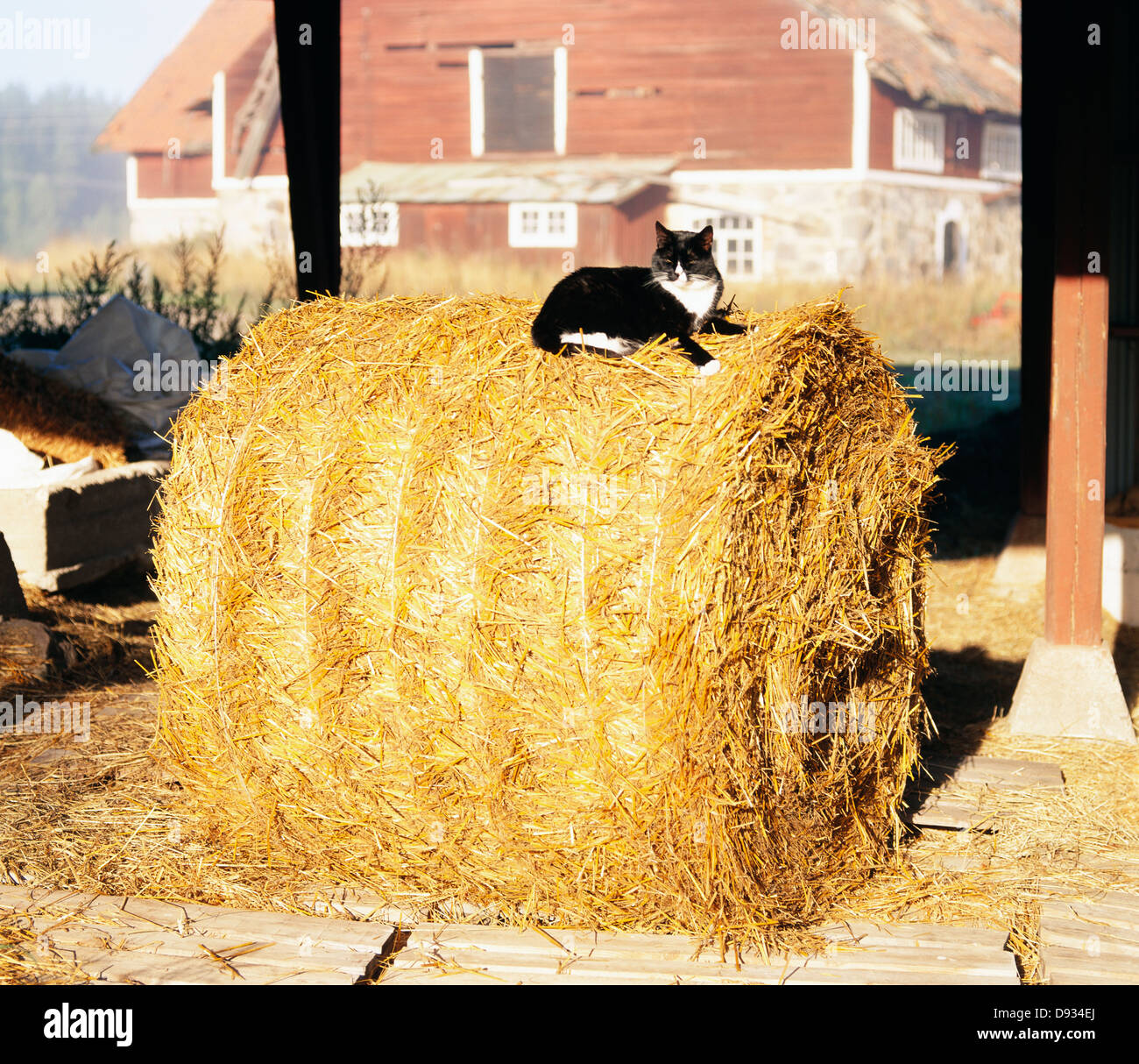 Cat sitting on hay bale Stock Photo - Alamy