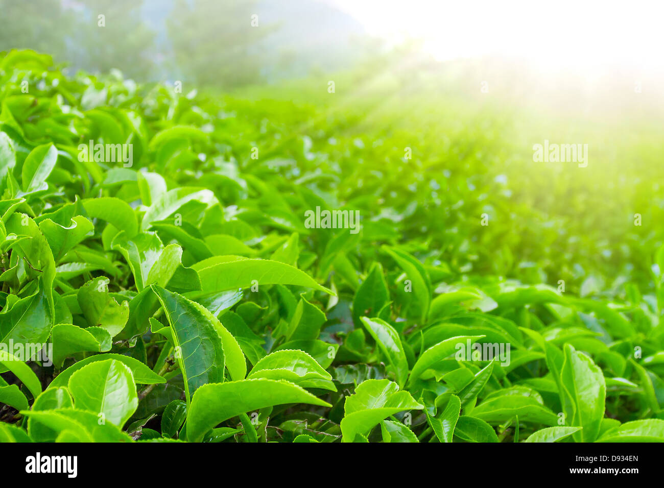 How to grow tea leaves hi-res stock photography and images - Alamy