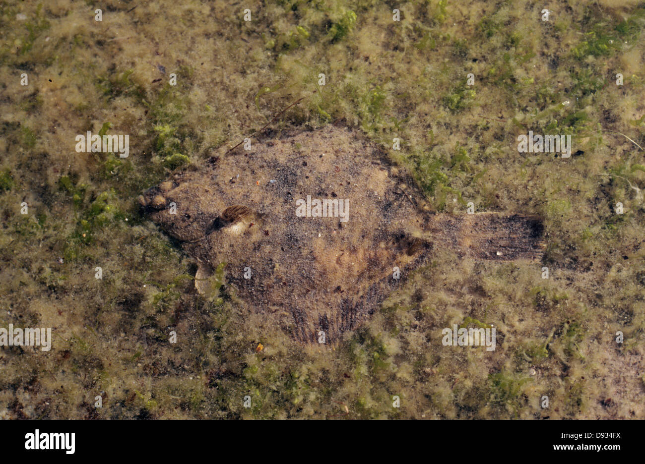 Fish underwater, overhead view Stock Photo - Alamy