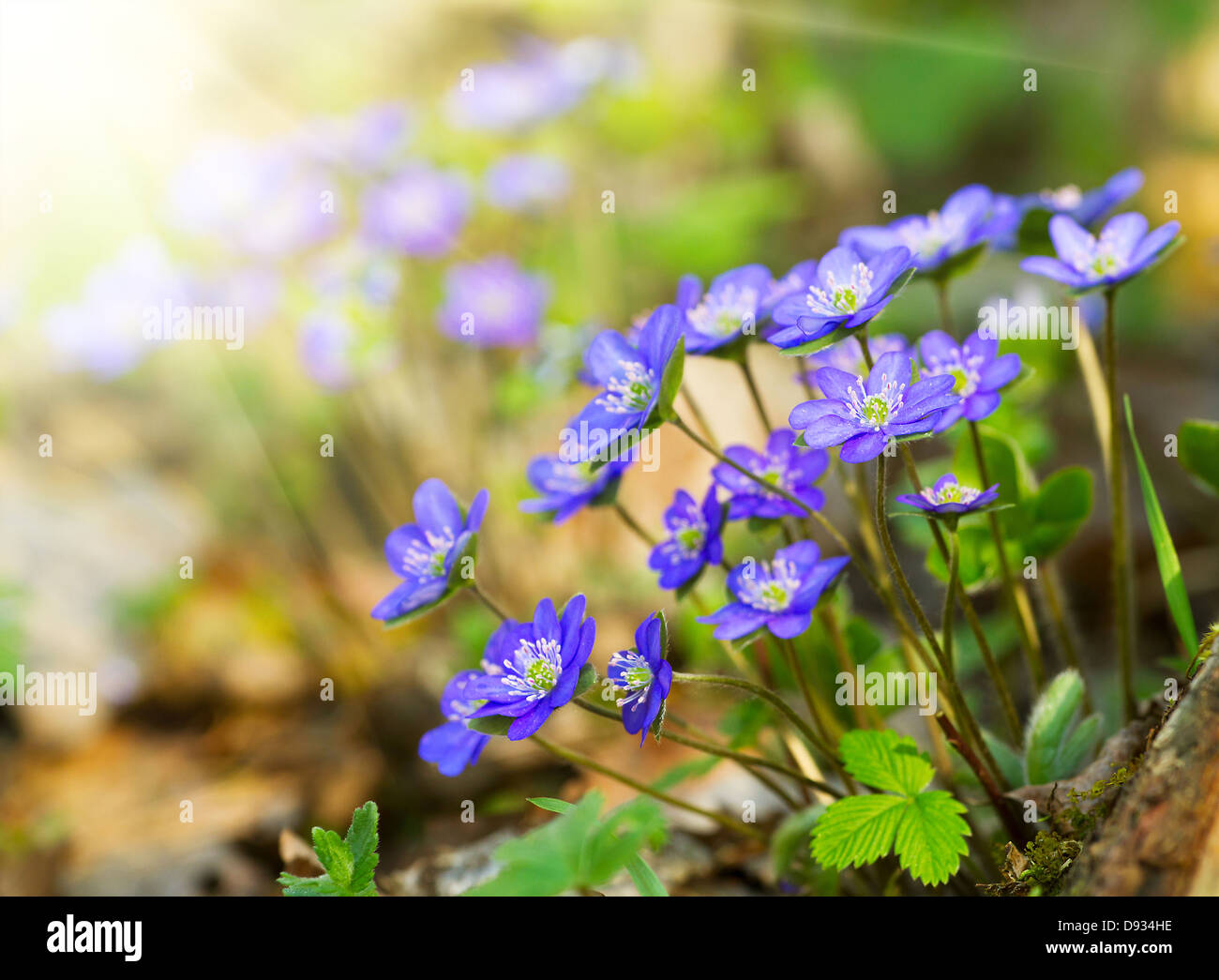 Blue flowers of Hepatica Nobilis close-up (Common Hepatica, liverwort ...