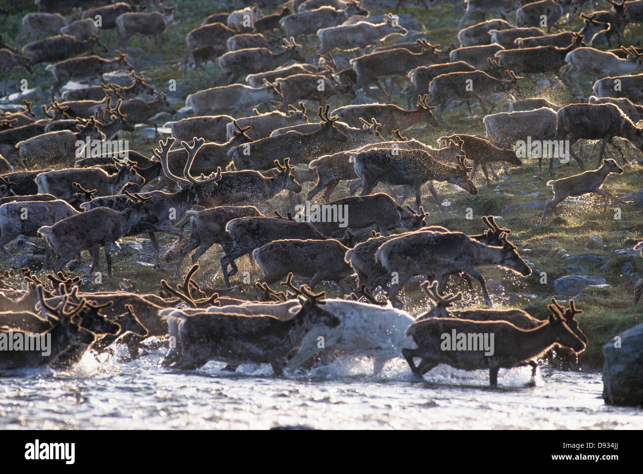 Large group of reindeer Stock Photo - Alamy