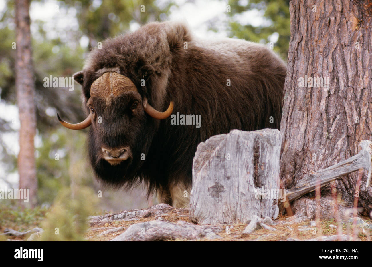 Musk ox in forest hi-res stock photography and images - Alamy