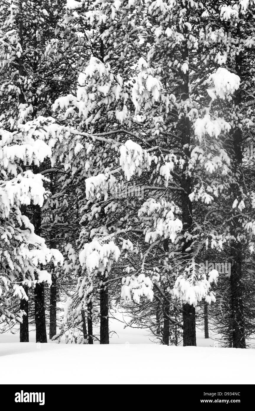 Sweden winter snow Black and White Stock Photos & Images - Alamy