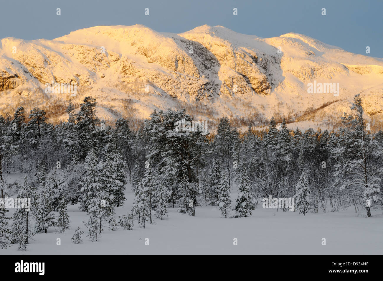 Forest and mountain in winter landscape, Norway Stock Photo - Alamy