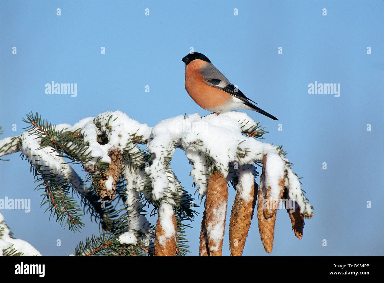 Bullfinch on a branch hi-res stock photography and images - Alamy