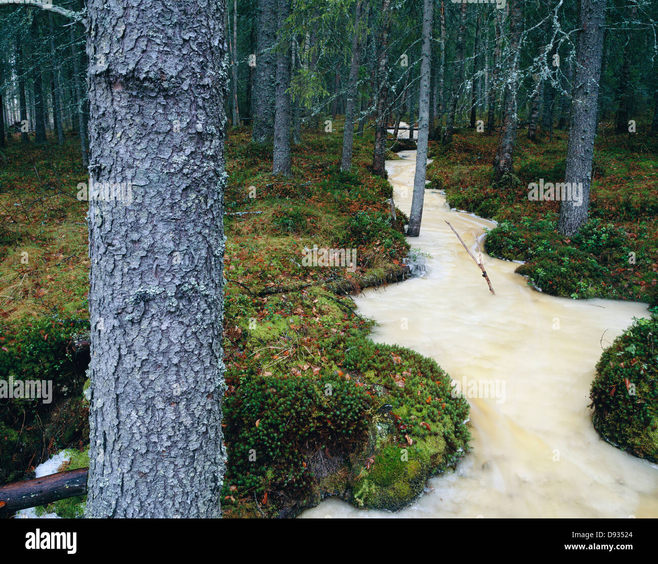 Stream flowing through dense forest Stock Photo - Alamy
