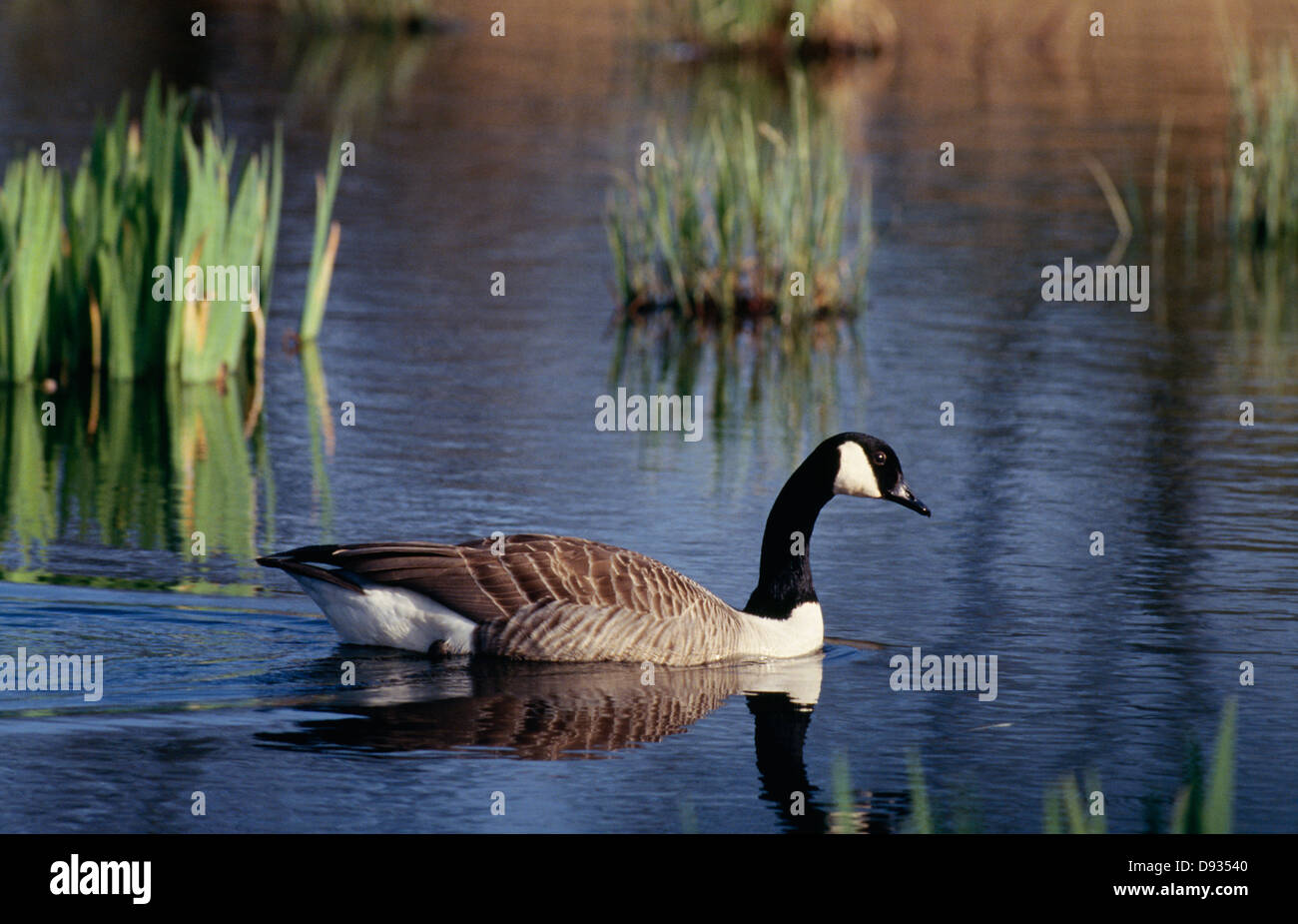 Canada goose floating in water, side view Stock Photo - Alamy