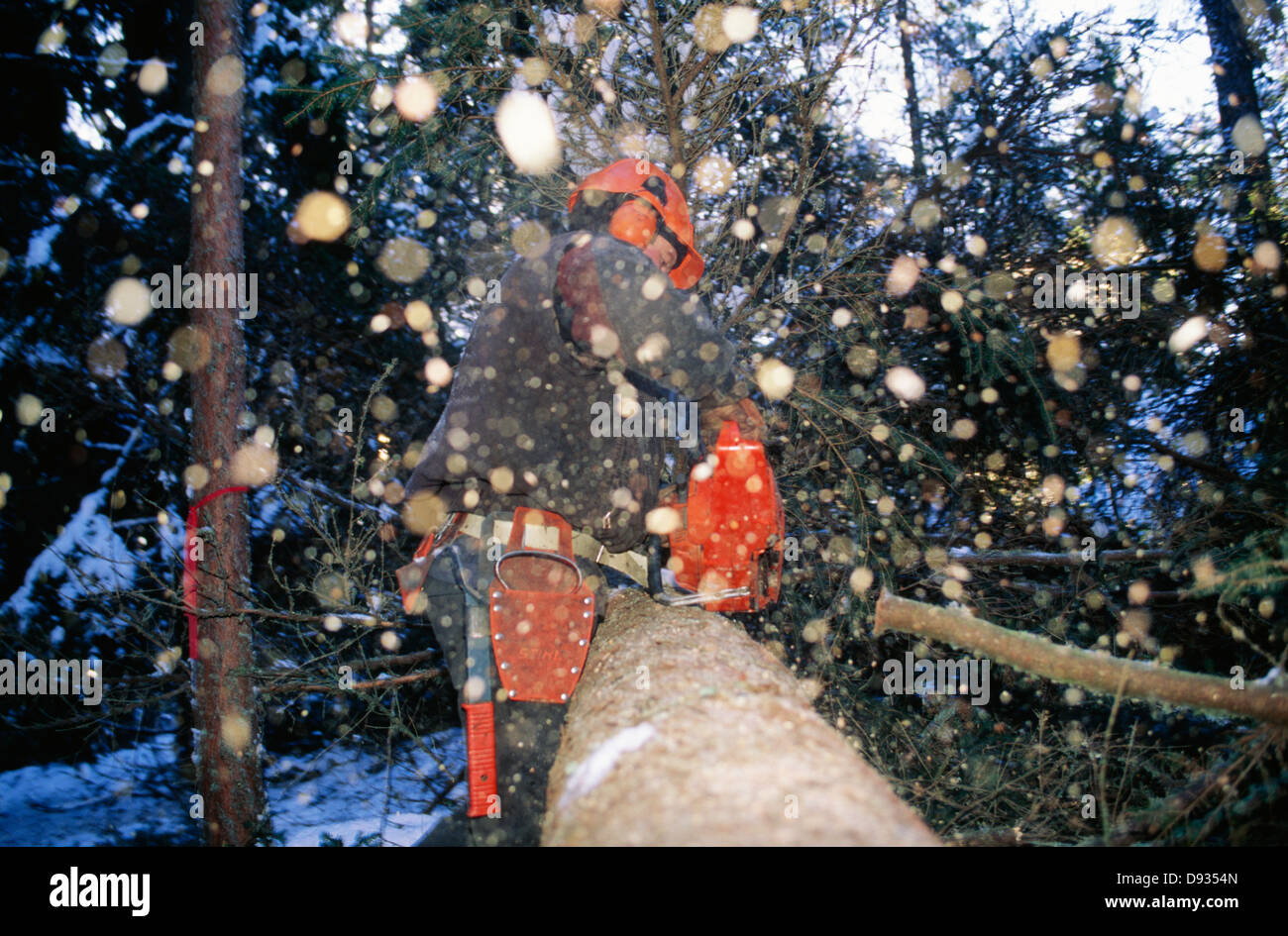 Lumberjack cutting down tree Stock Photo - Alamy