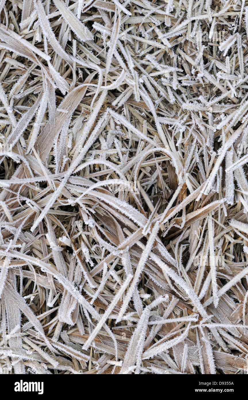 Plants ground frost hi-res stock photography and images - Alamy