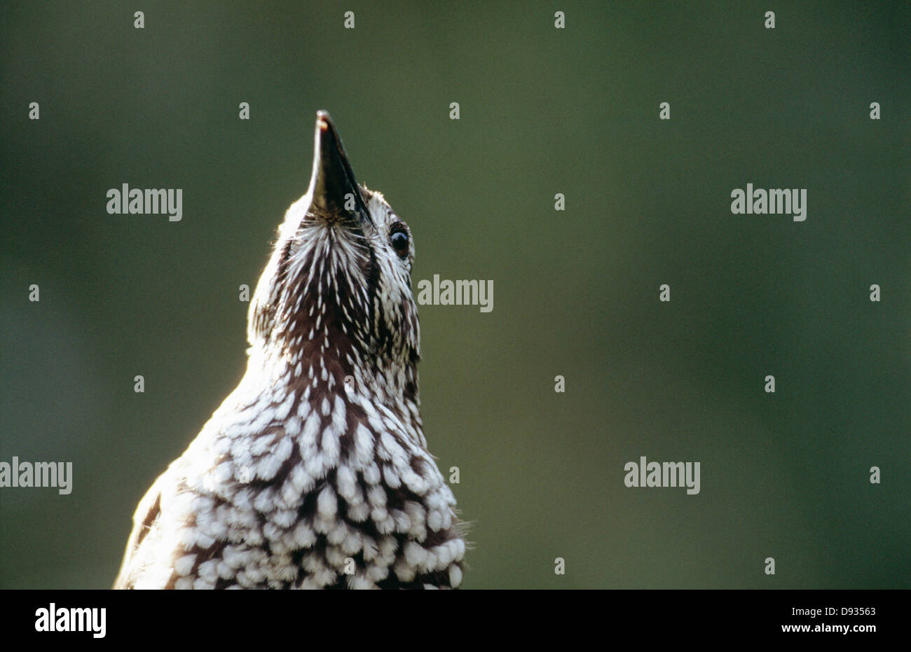 Bird looking up Stock Photo - Alamy