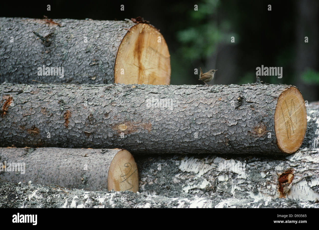 Bird and logs hi-res stock photography and images - Alamy