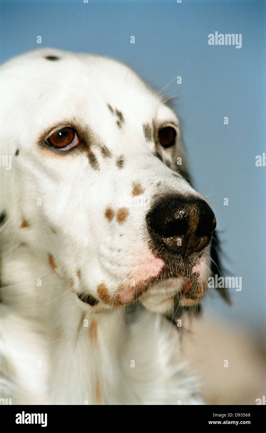 English setter, close-up, Sweden Stock Photo - Alamy
