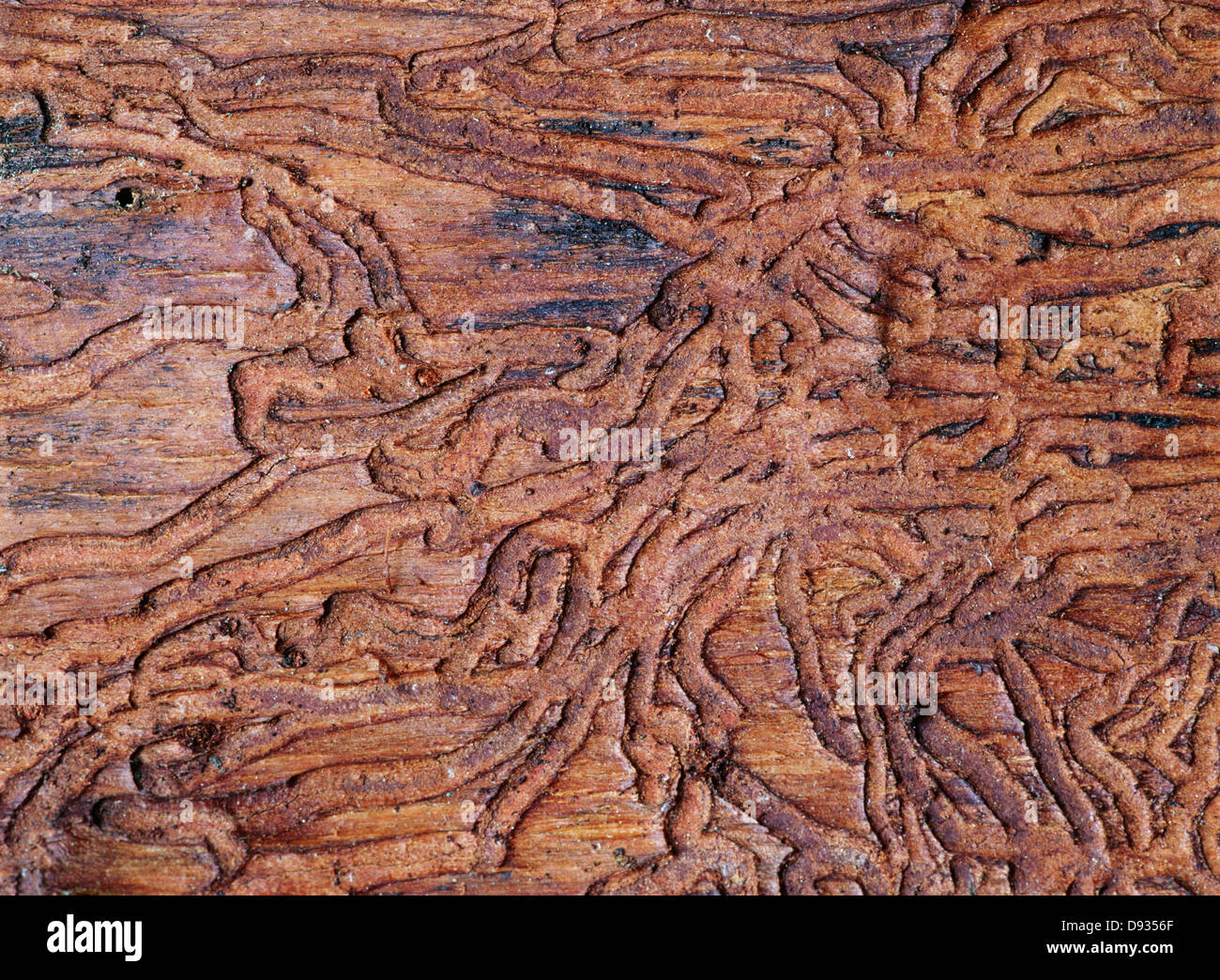 Beetles design hi-res stock photography and images - Alamy