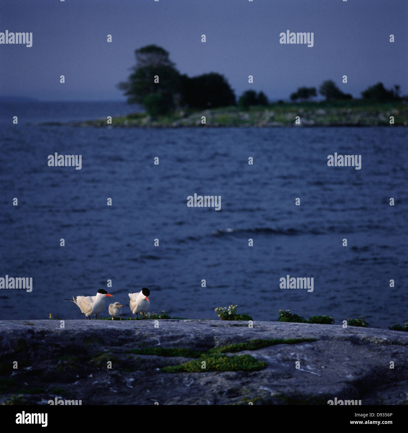 Birds at seaside Stock Photo - Alamy