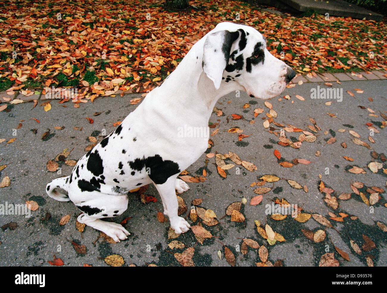 Sitting great dane hi-res stock photography and images - Alamy