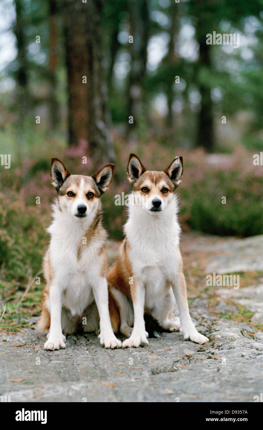Norwegian lundehund hi-res stock photography and images - Alamy