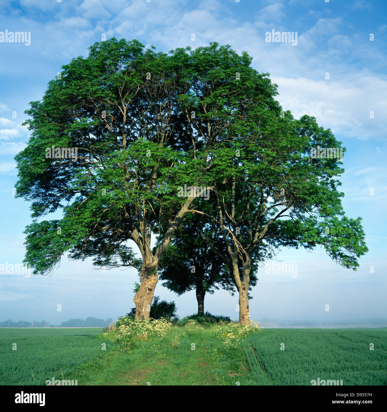 Ash-tree growing in the middle of two fields Stock Photo - Alamy