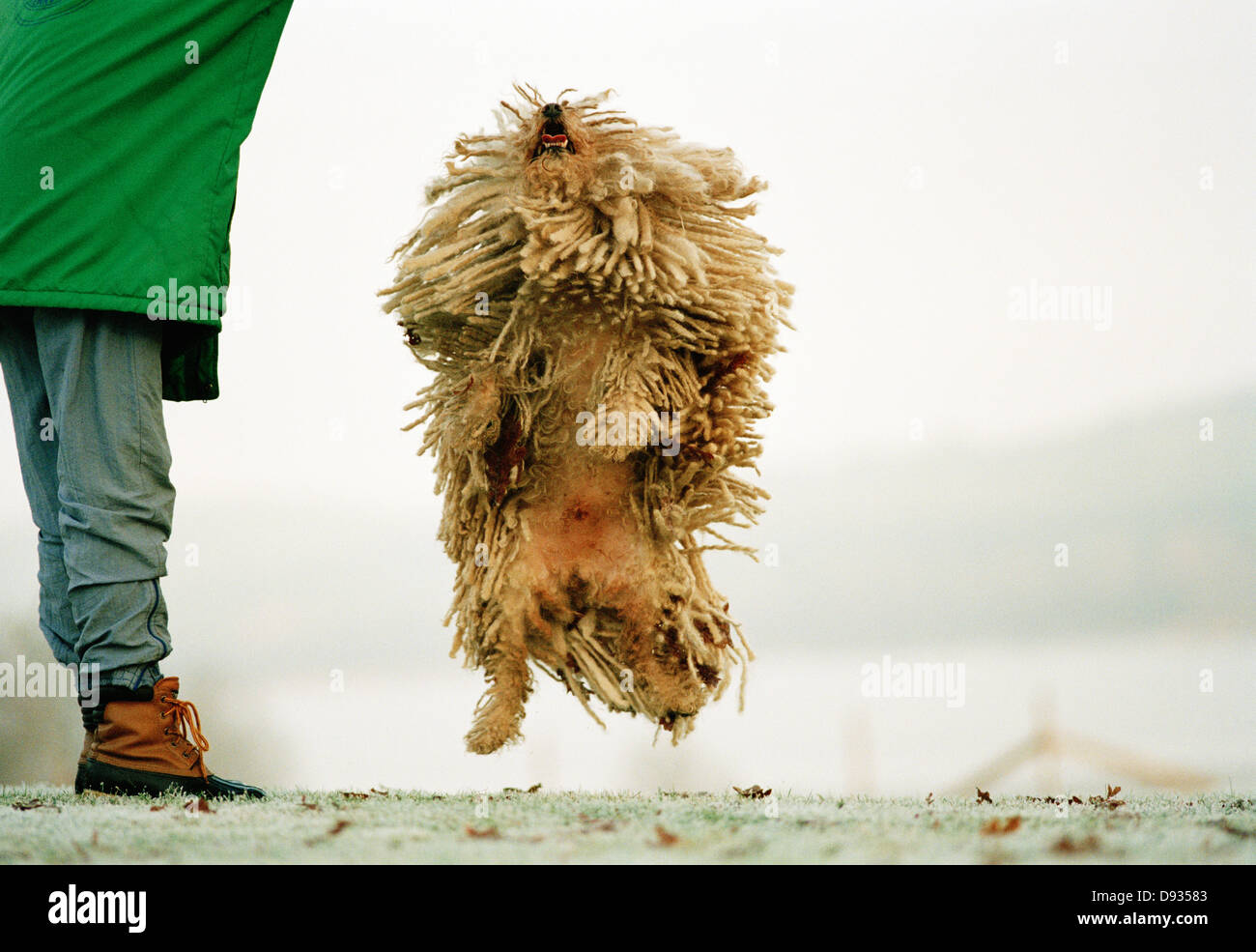 Puli dog jump hi-res stock photography and images - Alamy
