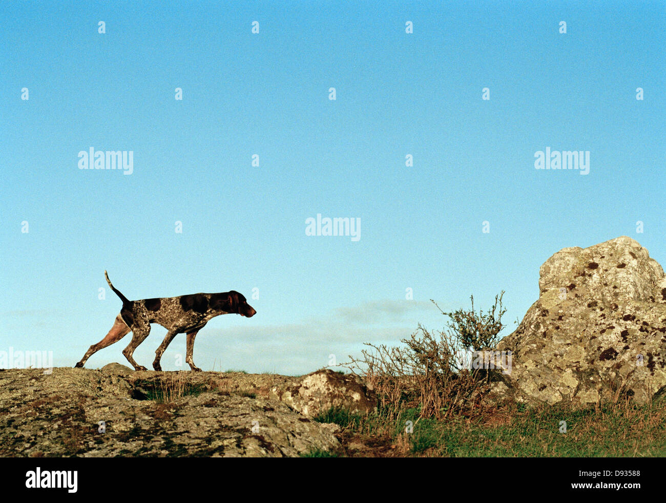 German Shorthaired Pointer, Sweden Stock Photo - Alamy