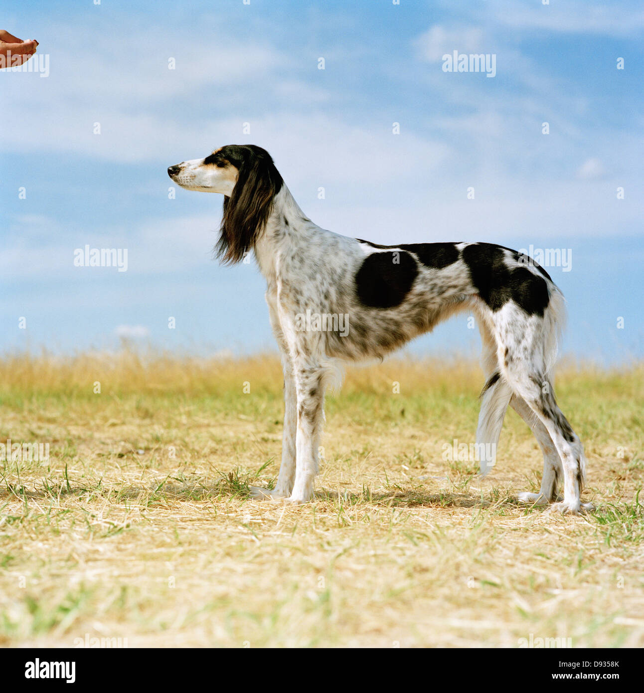 Saluki hi-res stock photography and images - Alamy