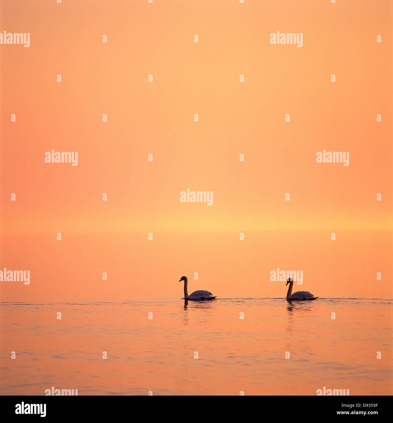 Swans in the sunset Stock Photo - Alamy
