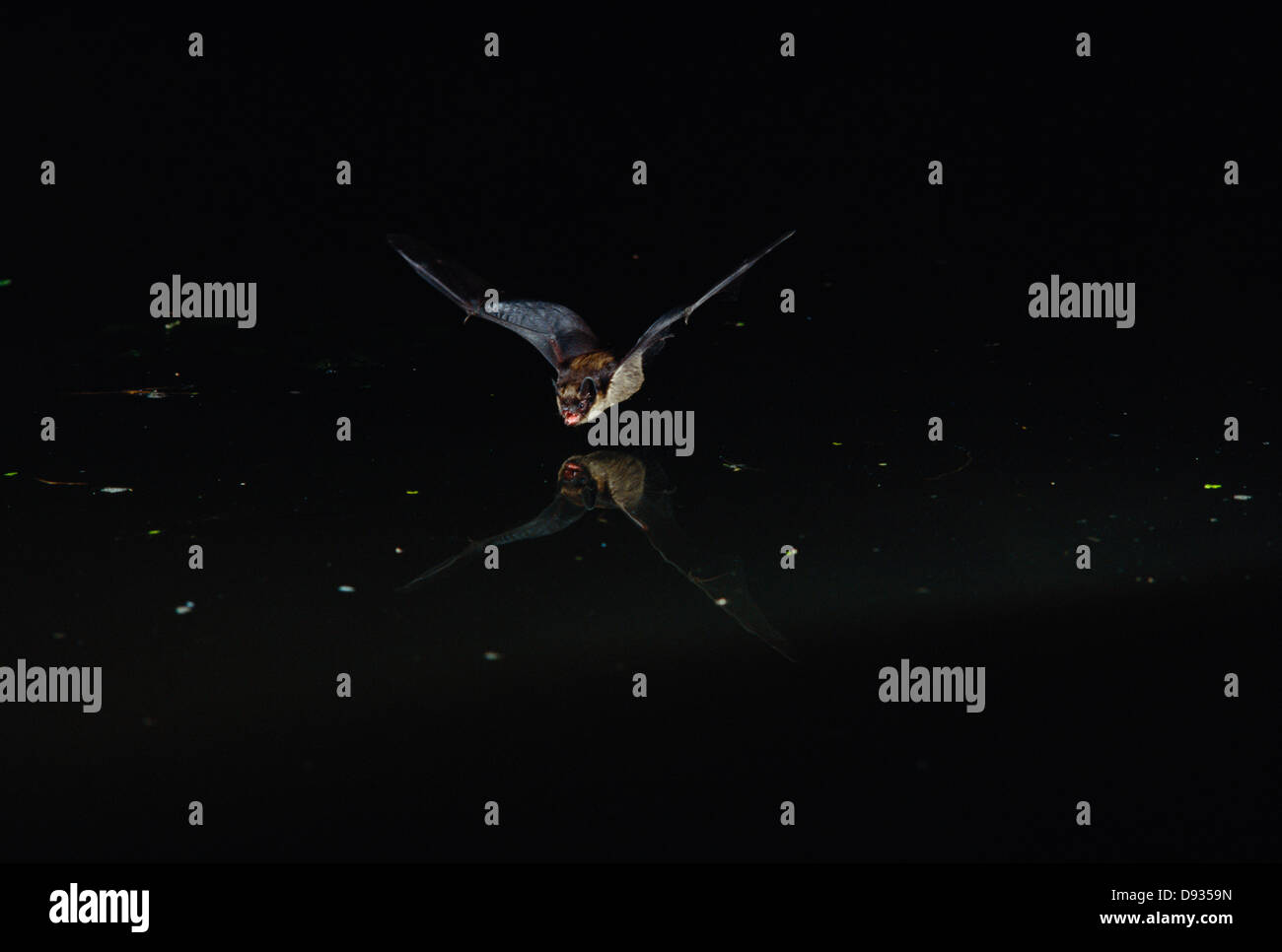 A bat flying Stock Photo - Alamy