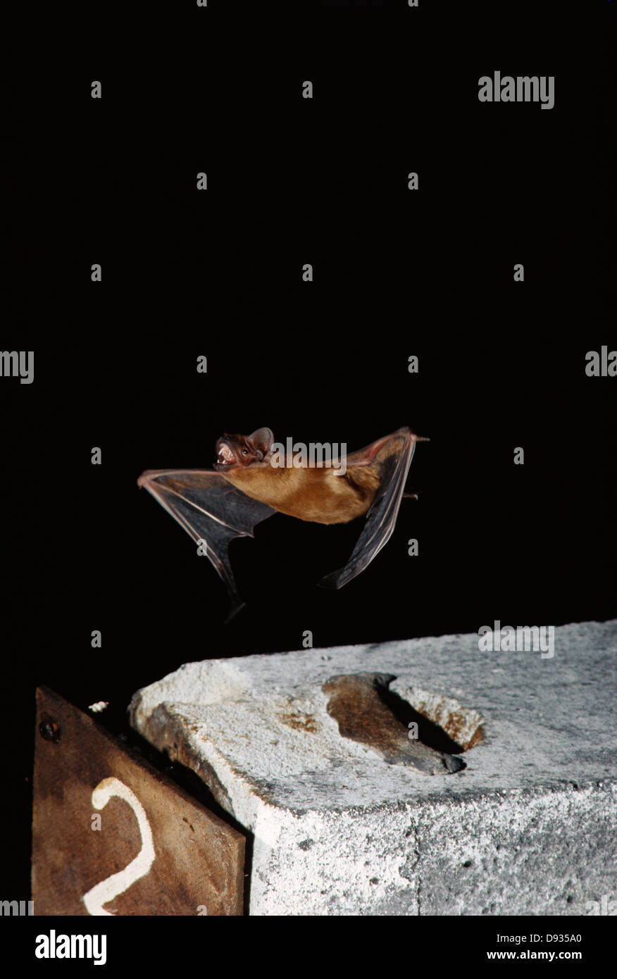 A bat flying Stock Photo - Alamy
