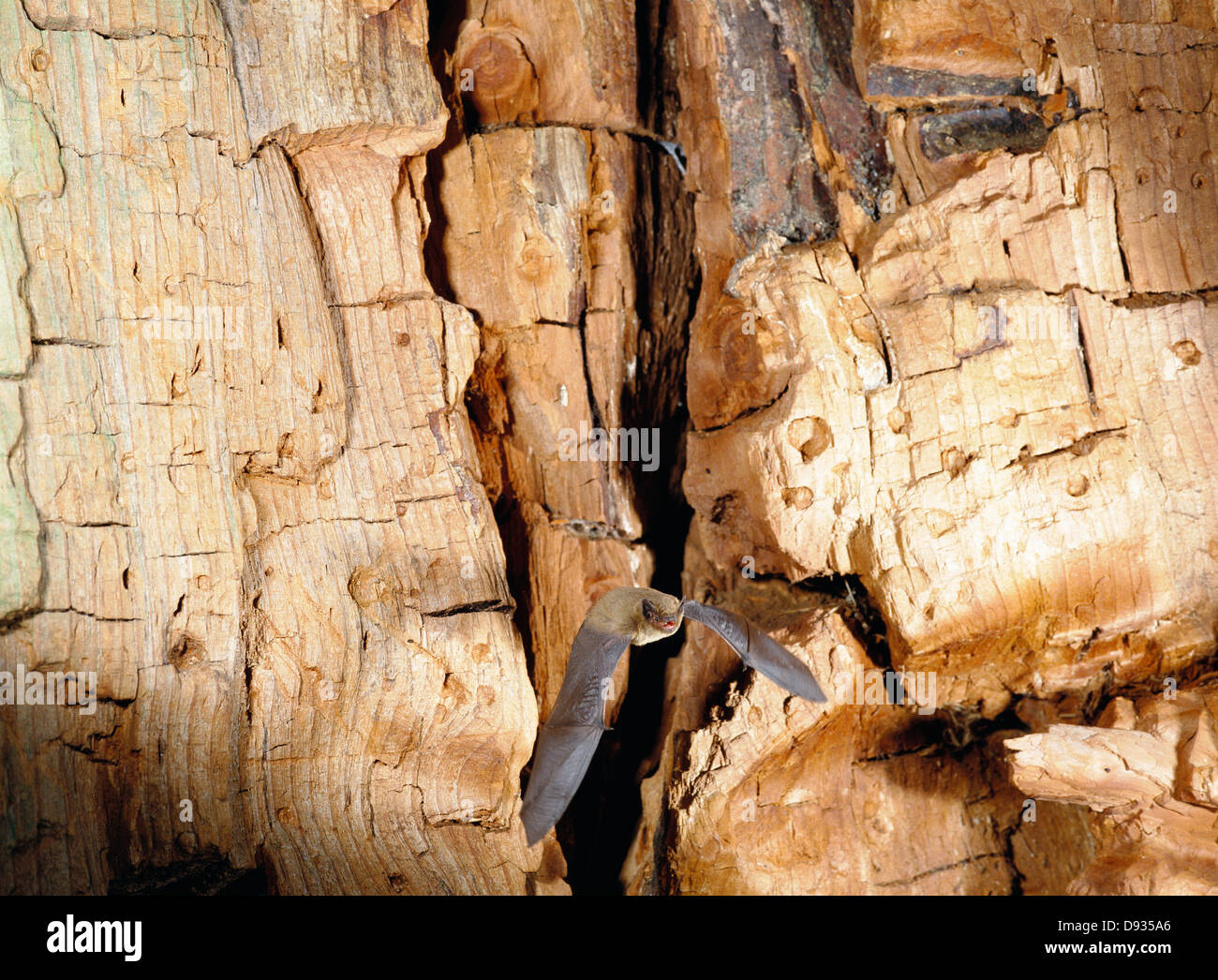 A bat flying Stock Photo - Alamy