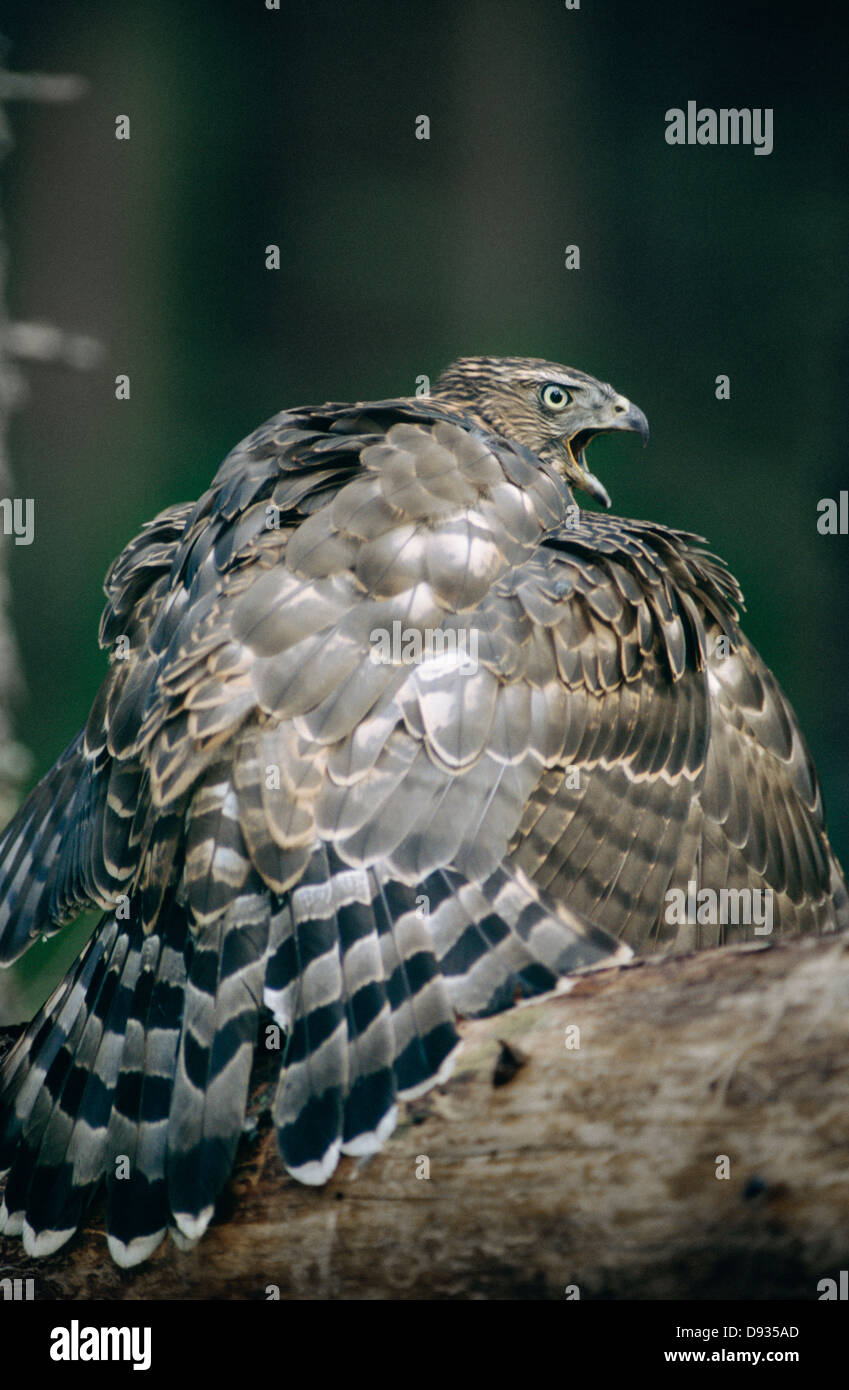 Goshawk flapping wings Stock Photo - Alamy