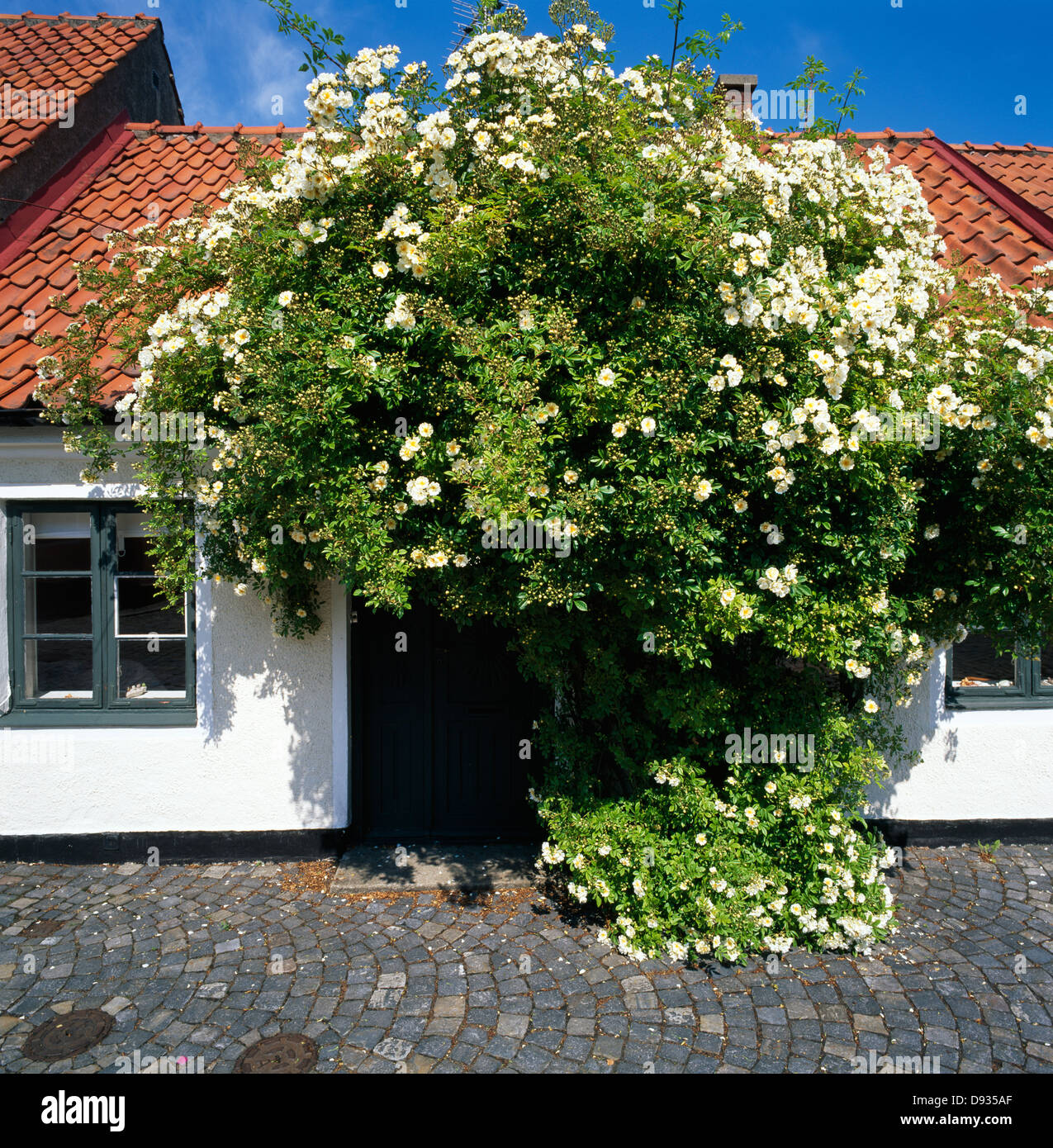 Terrace house with a large rose climbing over the front door Stock ...