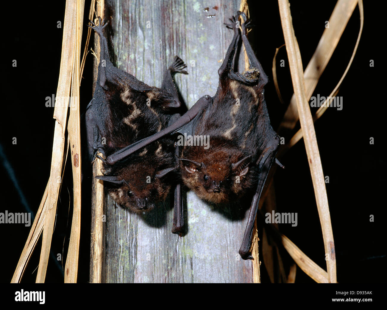 Image of bats hi-res stock photography and images - Alamy