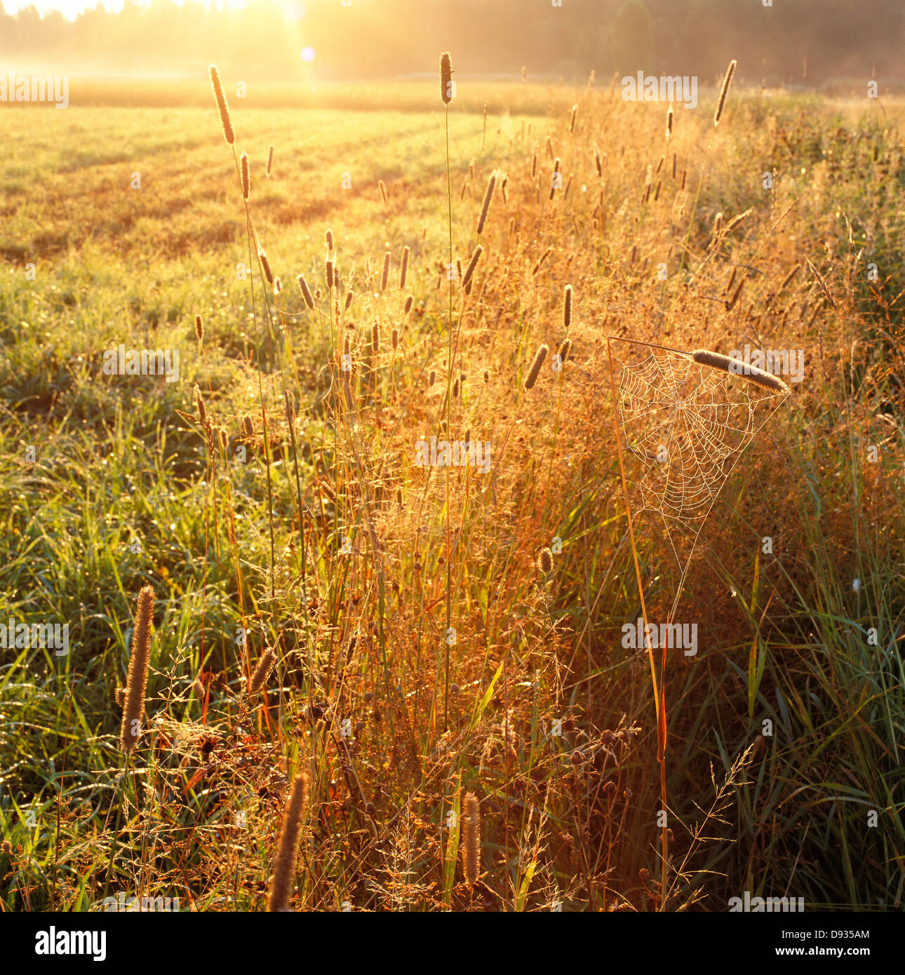 Fields in the sun Stock Photo - Alamy