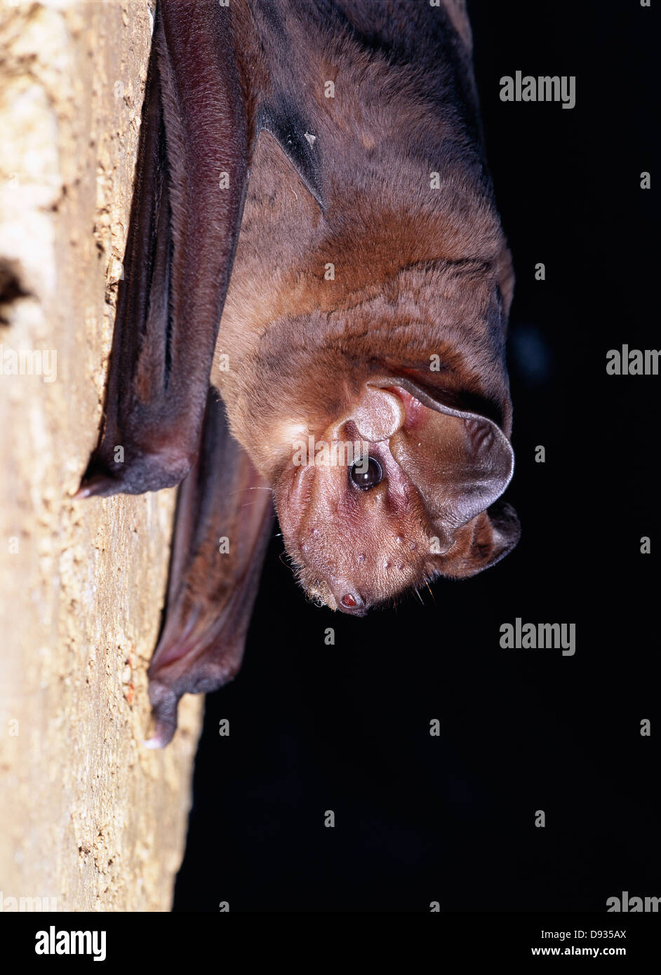 Mastiff bat hi-res stock photography and images - Alamy