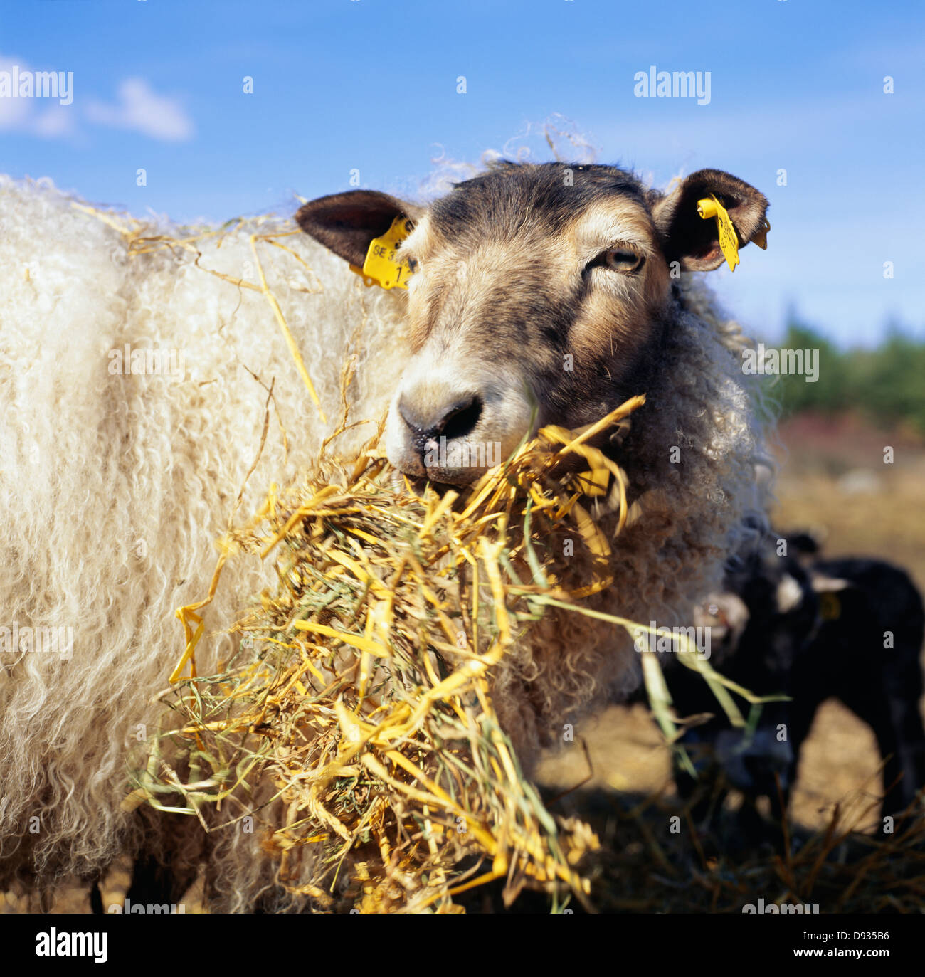 Sheep eating fodder, close-up Stock Photo - Alamy