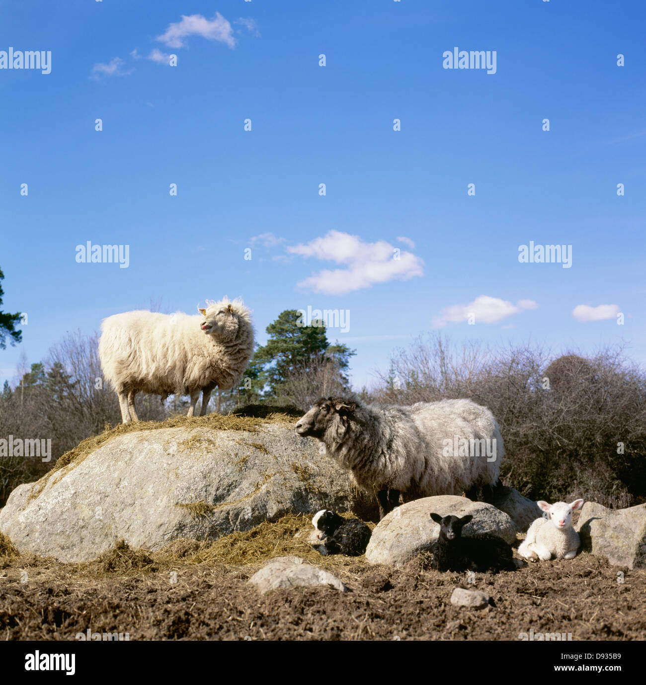 Family of sheep Stock Photo - Alamy