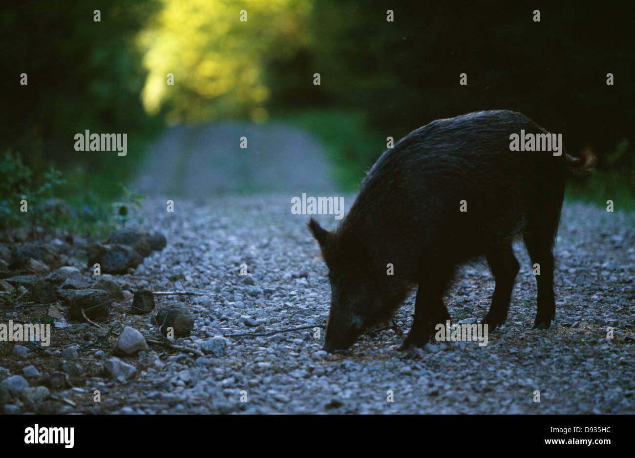 Pig standing on pathway Stock Photo - Alamy