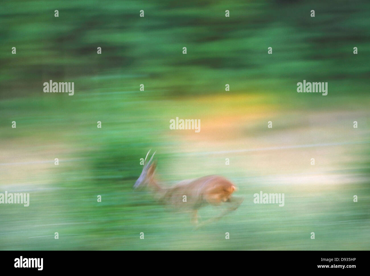 Roebuck running fast Stock Photo - Alamy