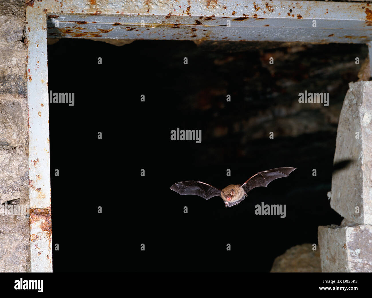 Daubentons Bats High Resolution Stock Photography and Images - Alamy