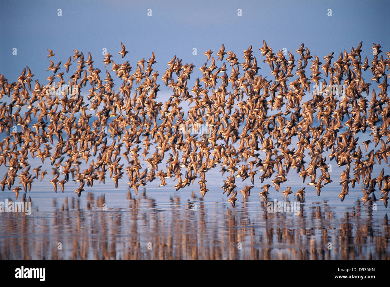 Heard of birds Stock Photo - Alamy