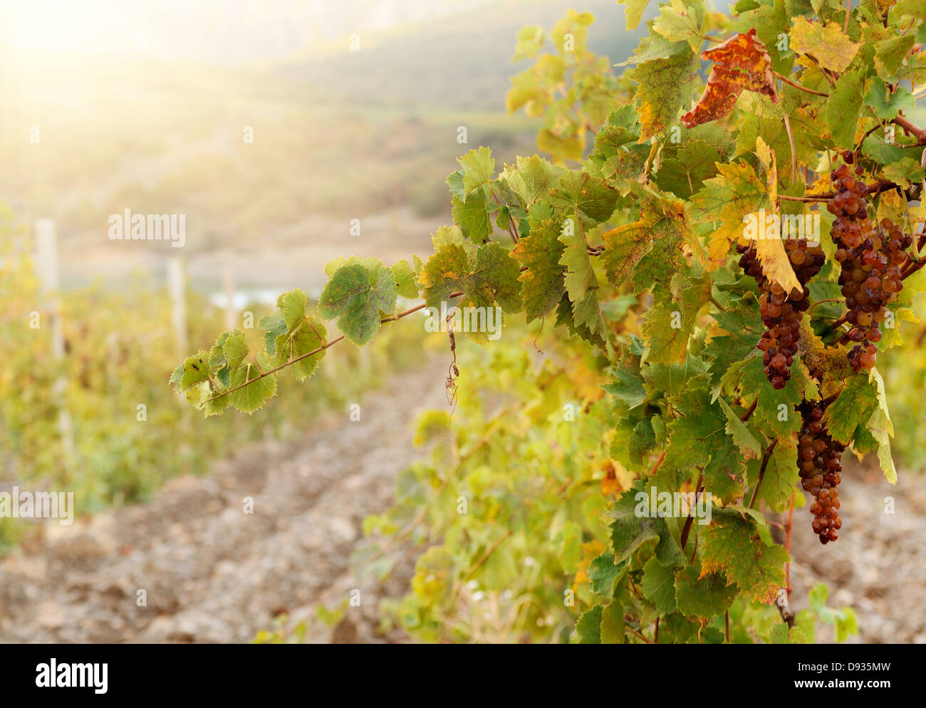 Muscat grape vine hi-res stock photography and images - Alamy