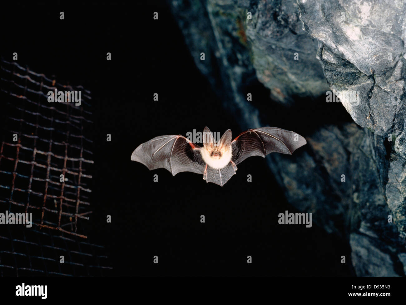 A bat flying Stock Photo - Alamy