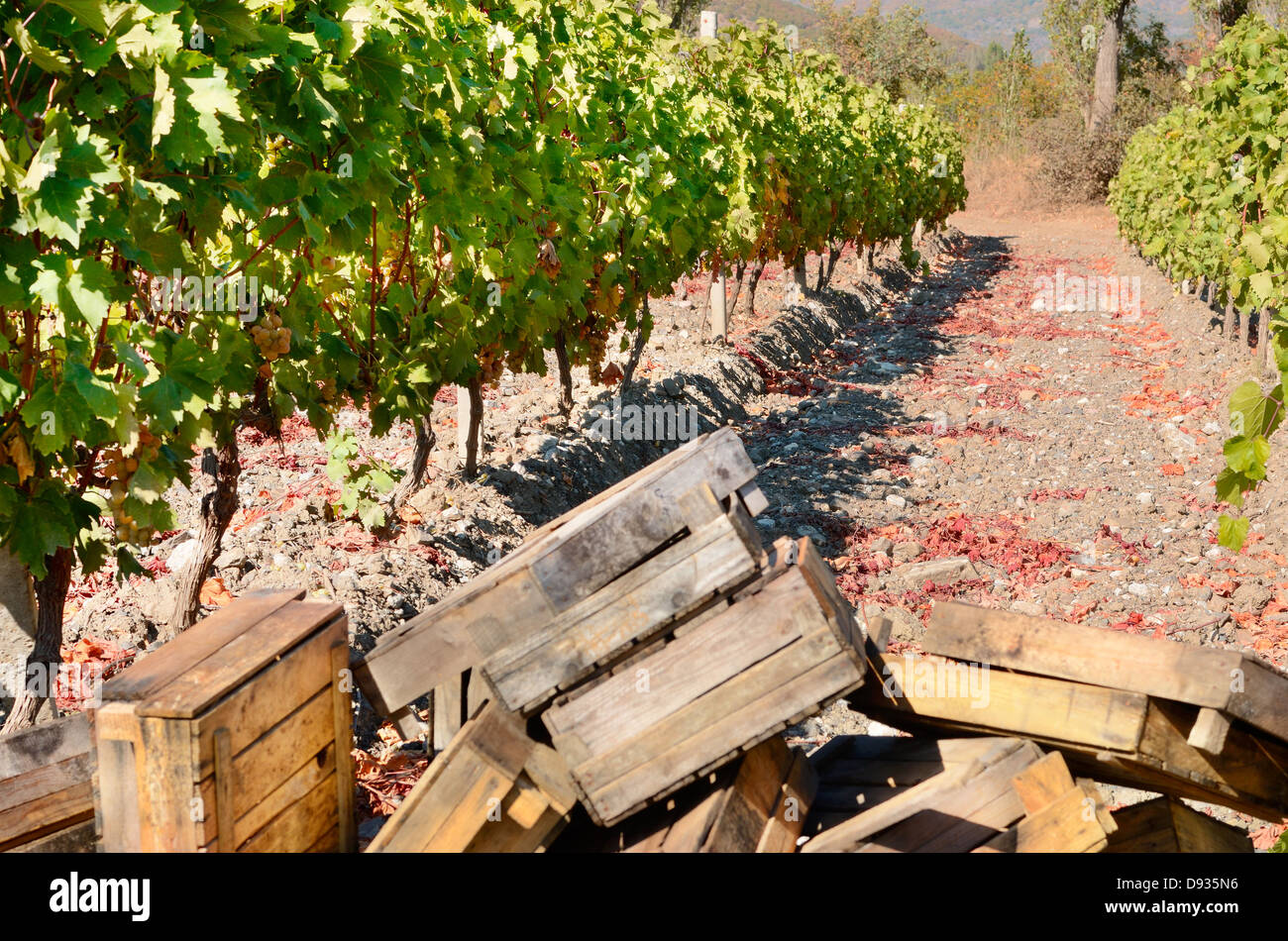 Crates ready for grape harvesting Stock Photo - Alamy