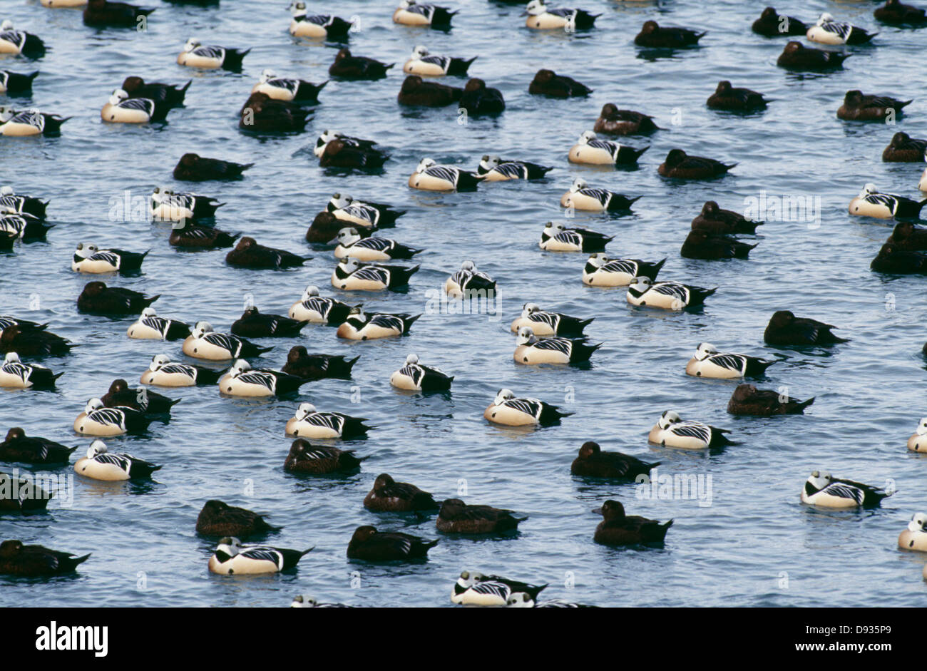 Ducks floating in water, elevated view Stock Photo - Alamy