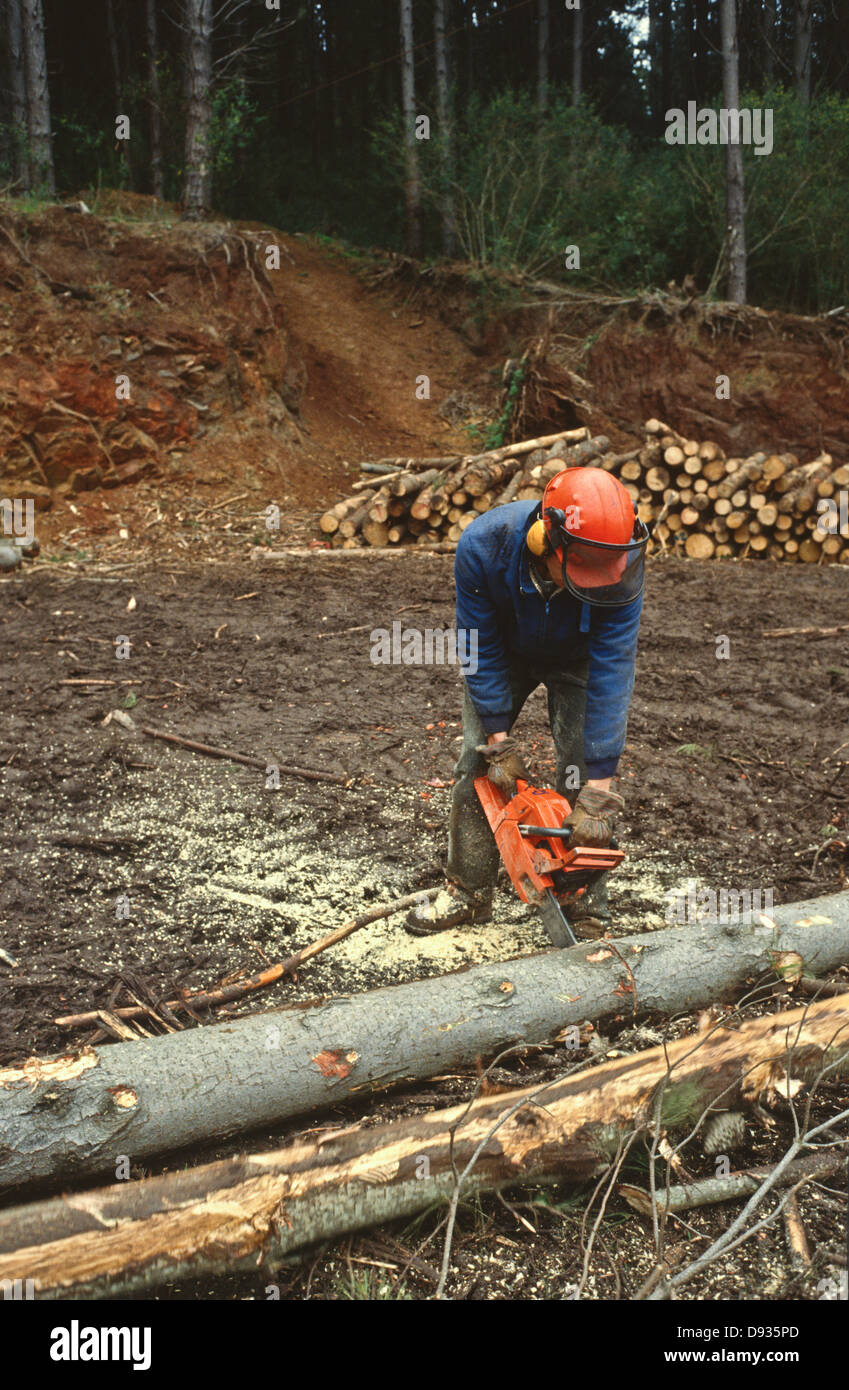 Worker logging wood in a timber-yard in the south of Chile Stock Photo ...