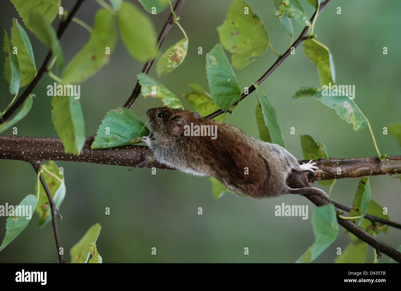 Voles and lemmings hi-res stock photography and images - Alamy