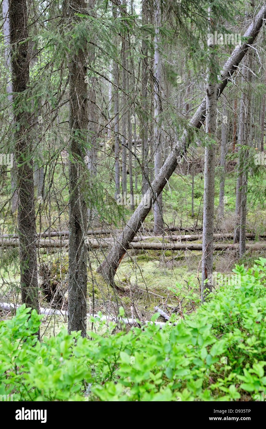 Forest smaland sweden hi-res stock photography and images - Alamy