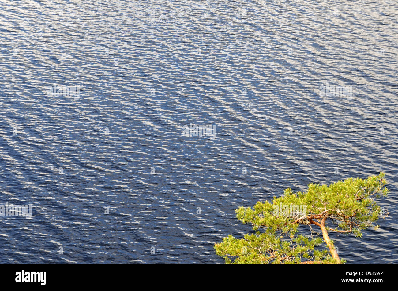 A pine tree by Lyngemads lake, Smaland, Sweden Stock Photo - Alamy