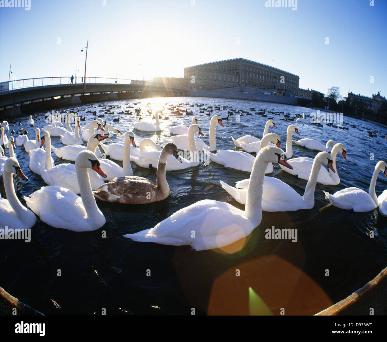 Swans floating in water Stock Photo - Alamy