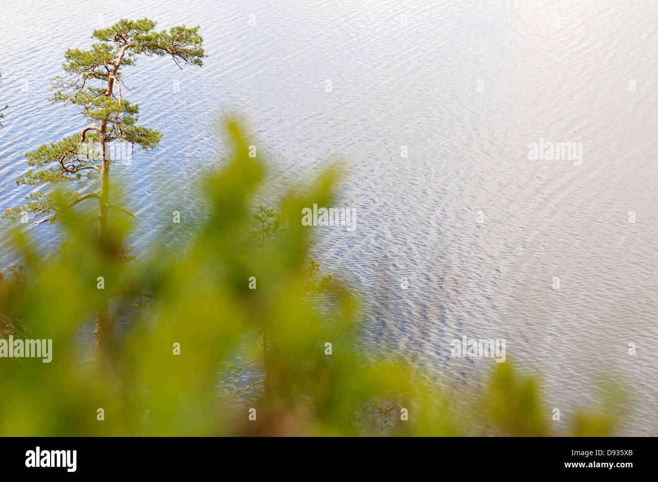 Pine tree and water hi-res stock photography and images - Alamy